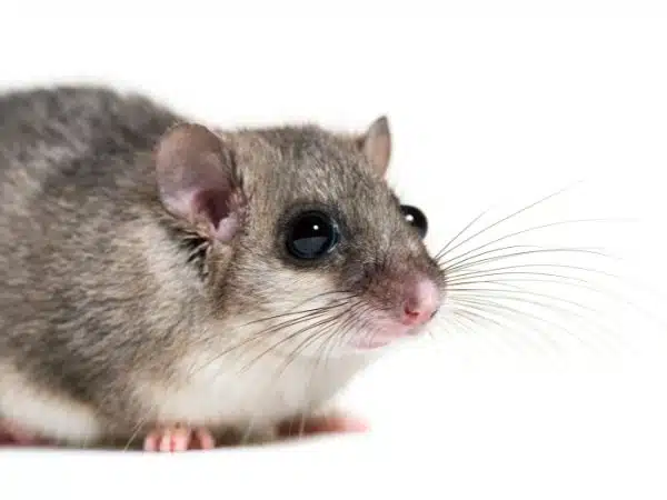 Disinfestazione Ghiri: Allontanamento per Specie Protetta!