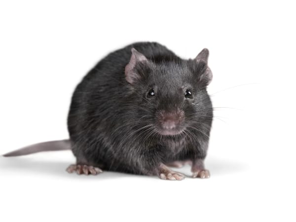 Qual è la differenza tra ratti e topi?