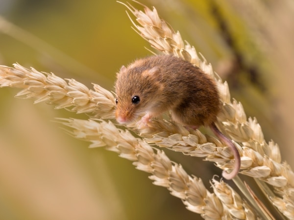 Tutto sul Topo di Campagna: Cosa Mangia? È Pericoloso?